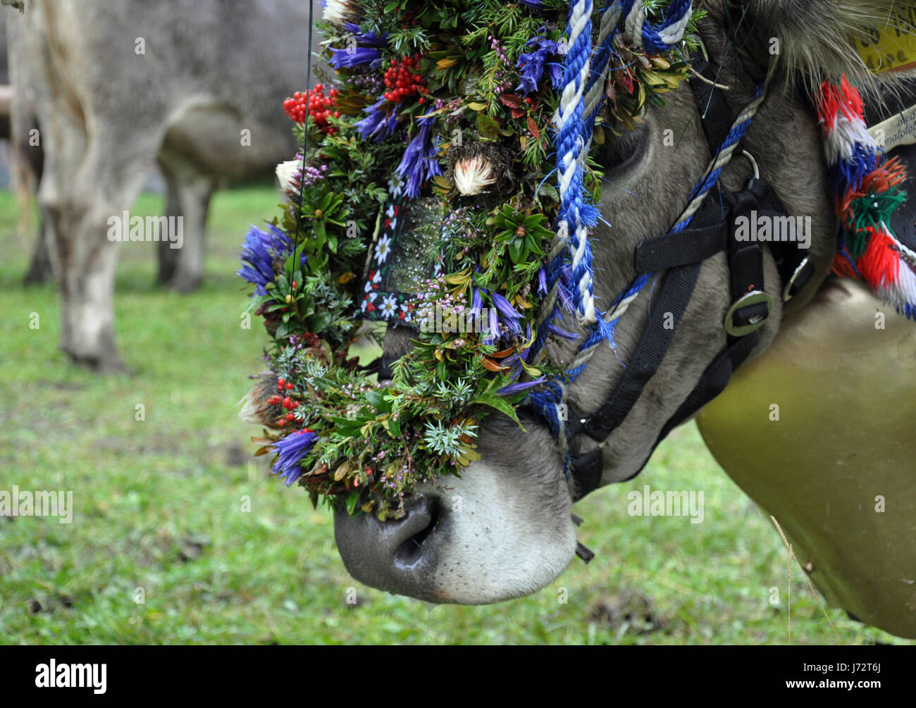 alp cow aigrette allgu milker alps alp cow livestock custom tradition ...