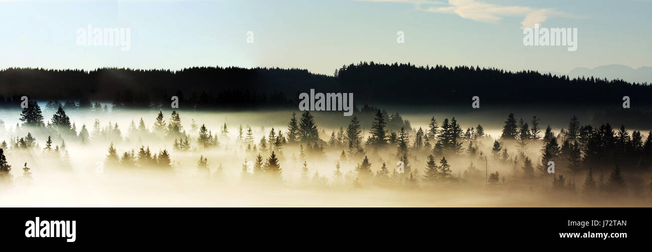 tomorrow fog fall autumn tree trees fog sunbeams sunrise mood woods ...