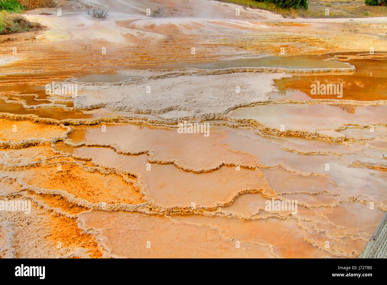 hot spring bouncing bounces hop skipping frisks jumping jump mammoth ...