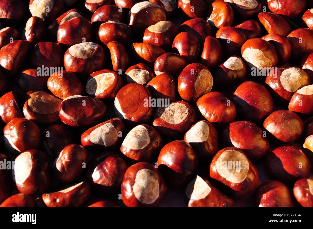 chestnut and walnut Stock Photo - Alamy