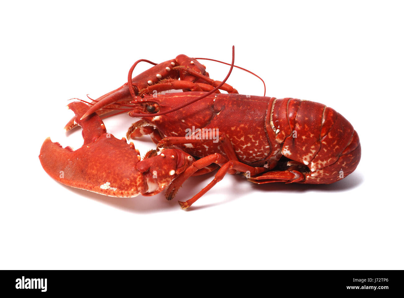 lobster brittany shellfish seafood crustacean cooked food aliment ...