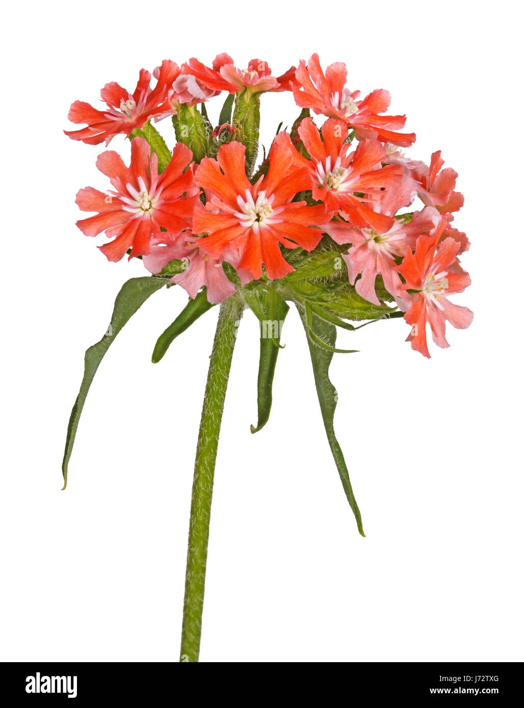 The flowers a flower at cross Cut Out Stock Images & Pictures - Alamy