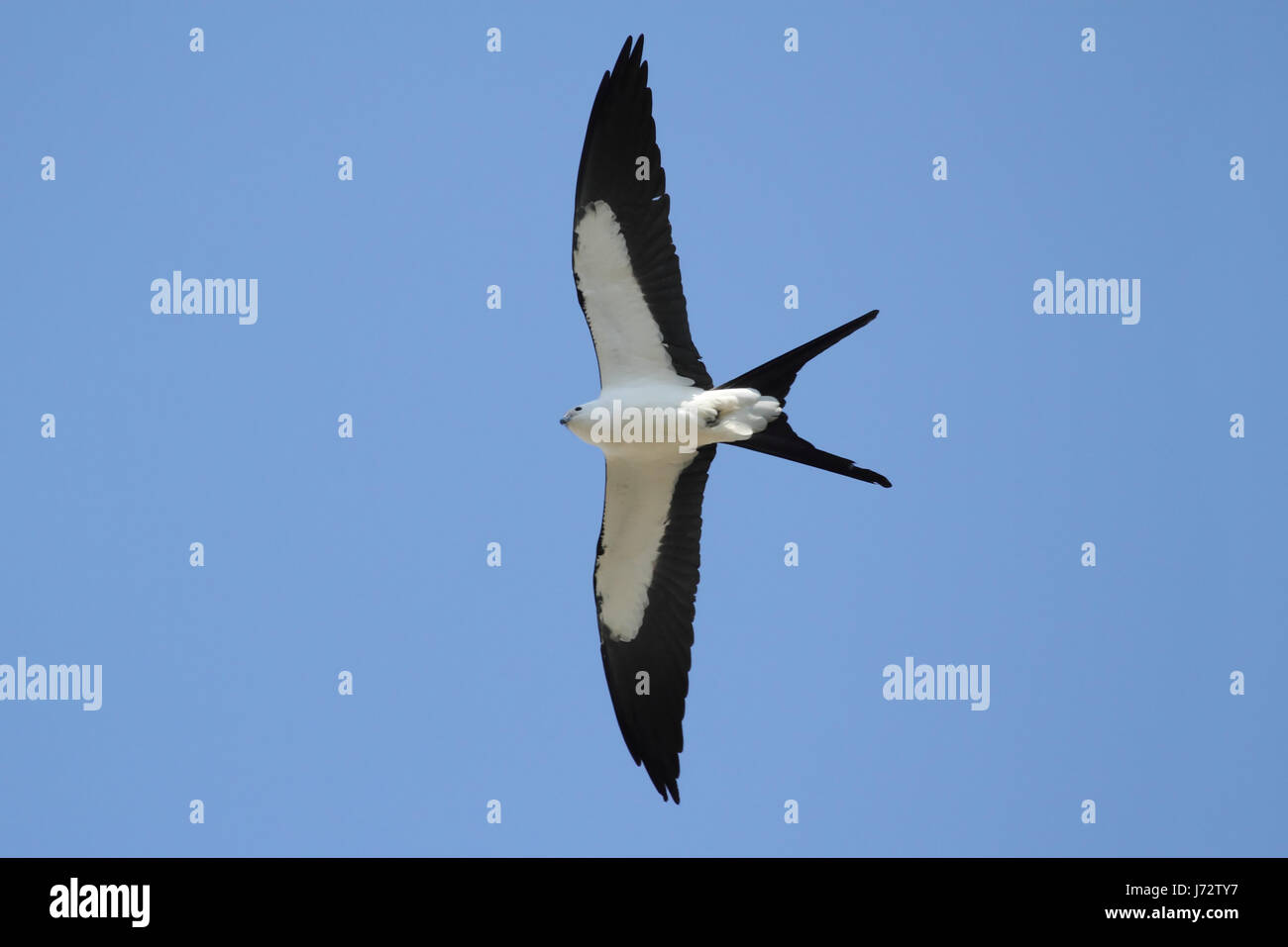 bird raptor birds of prey wildlife predator hawk kite kites nature blue ...