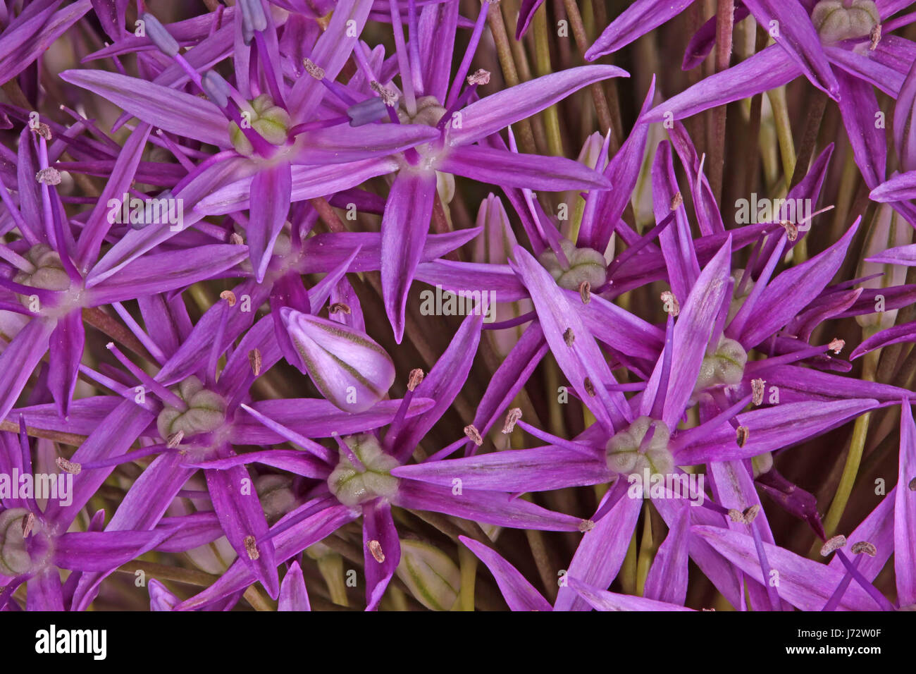 Many purple flowers of the ornamental onion (Allium giganteum) cultivar ...
