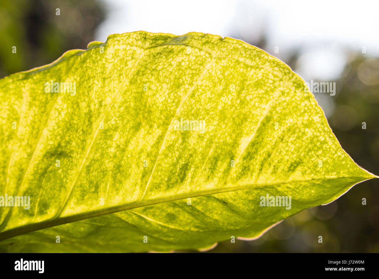 green leaf closeup light pass Stock Photo - Alamy