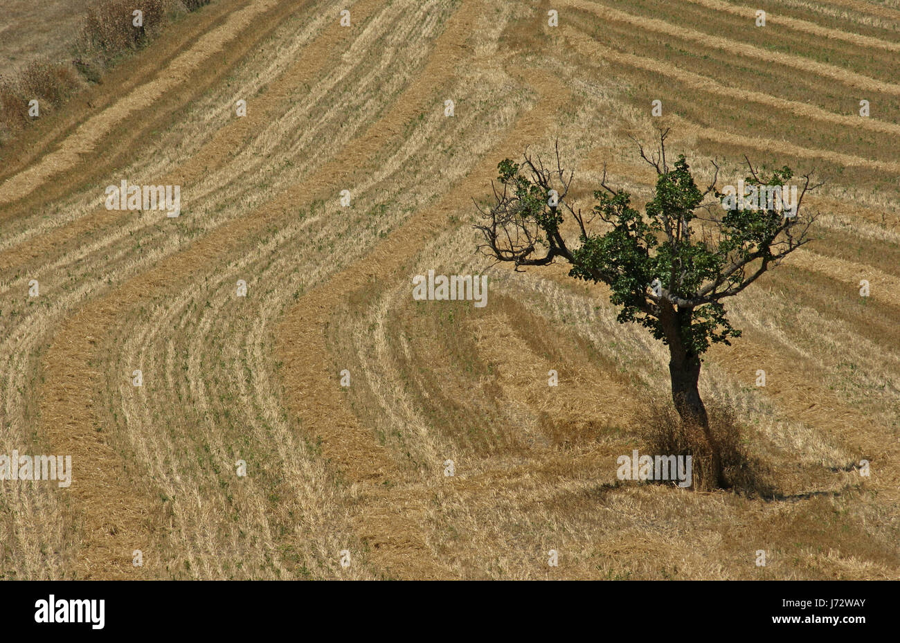 tree lines dryness drought alone lonely sardinia saplings tree trunk ...