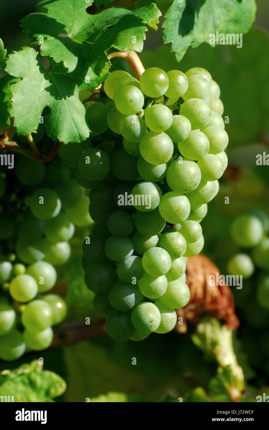 green agriculture farming grapes progenies fruits climbing plant grape ...