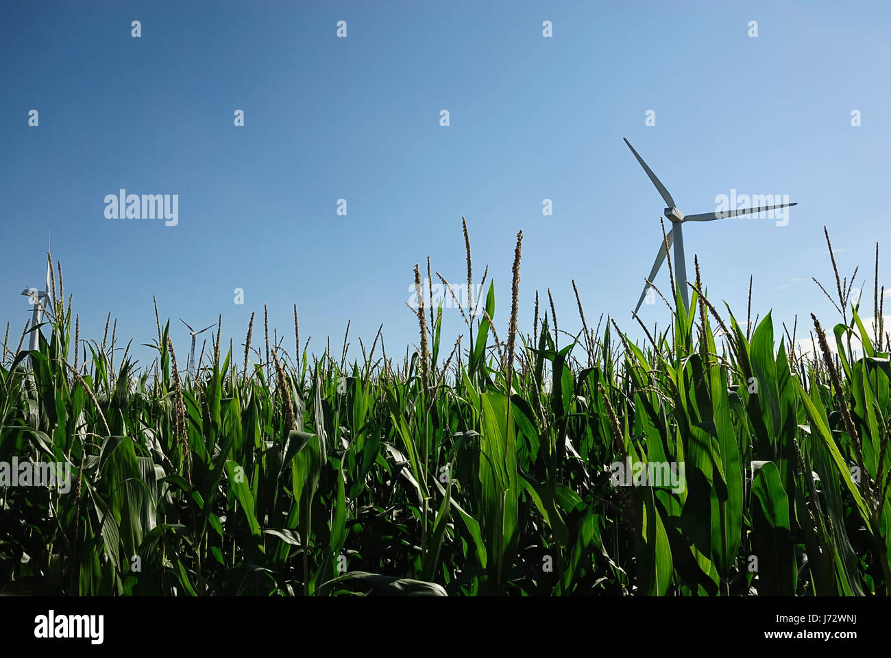 generation of electricity agriculture farming field wind energy corn ...