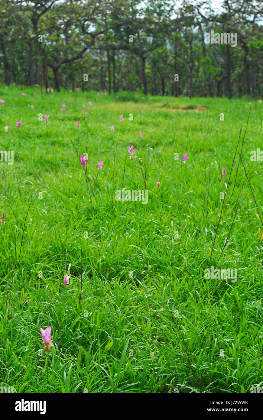 Beautiful wild siam tulips blooming in the jungle at Chaiyaphum ...