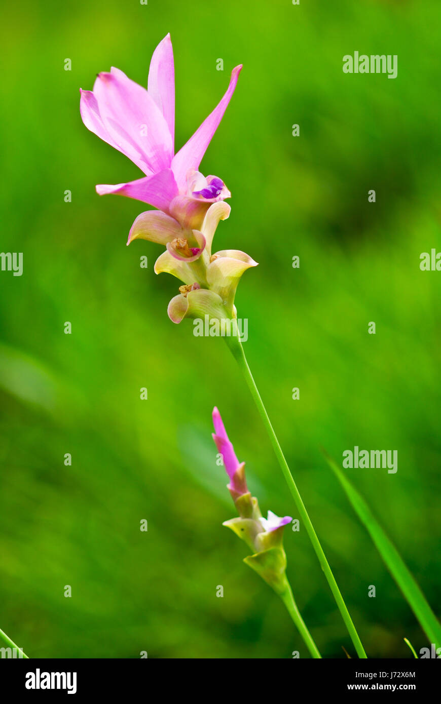 Beautiful wild siam tulips blooming in the jungle at Chaiyaphum ...