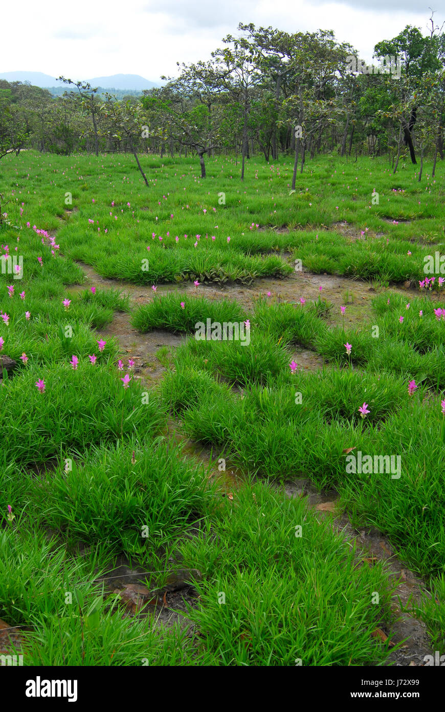 Beautiful wild siam tulips blooming in the jungle at Chaiyaphum ...