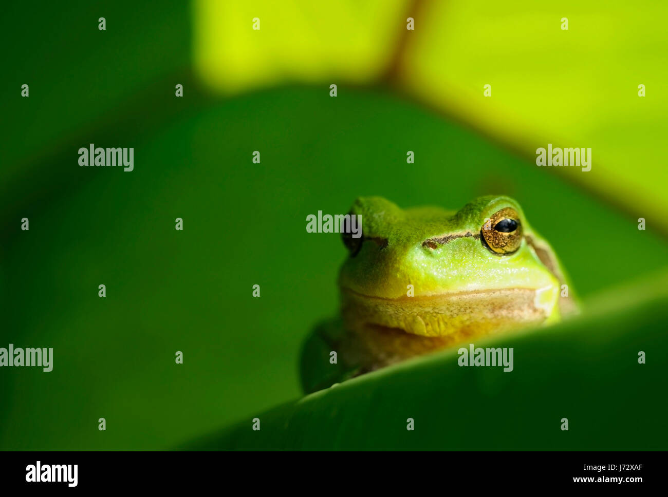 Luminous frogs hi-res stock photography and images - Alamy