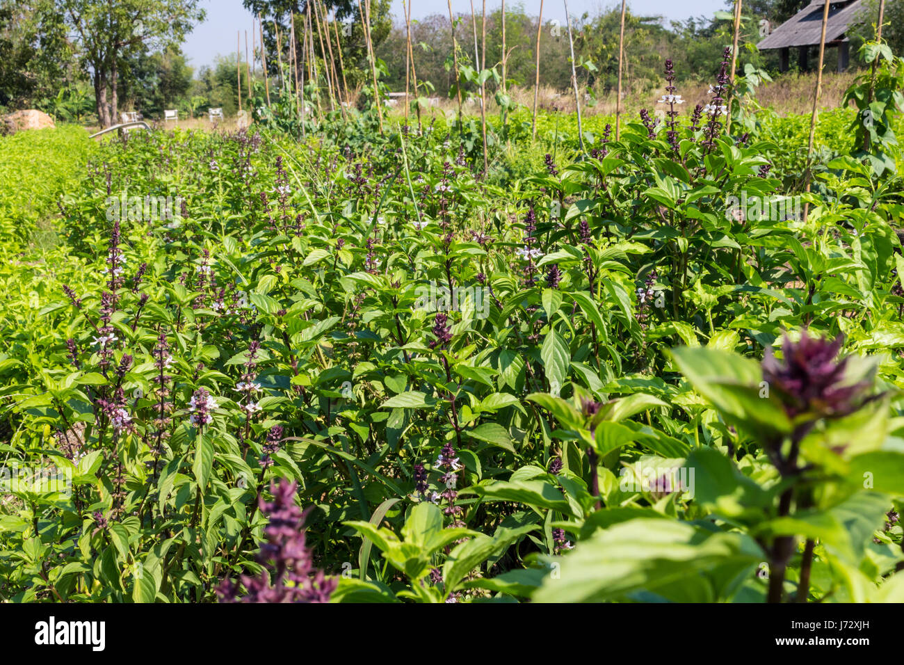 Basil field harvest hi-res stock photography and images - Alamy