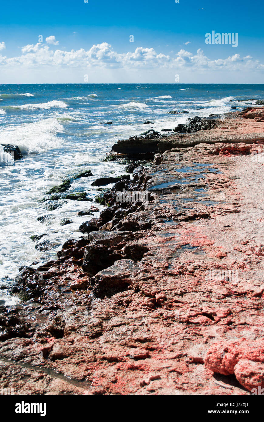 beach seaside the beach seashore shell salt water sea ocean water sands ...