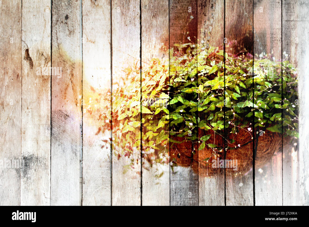 Texture of overlay Ornamental plants in pots of dried coconut rim with ...