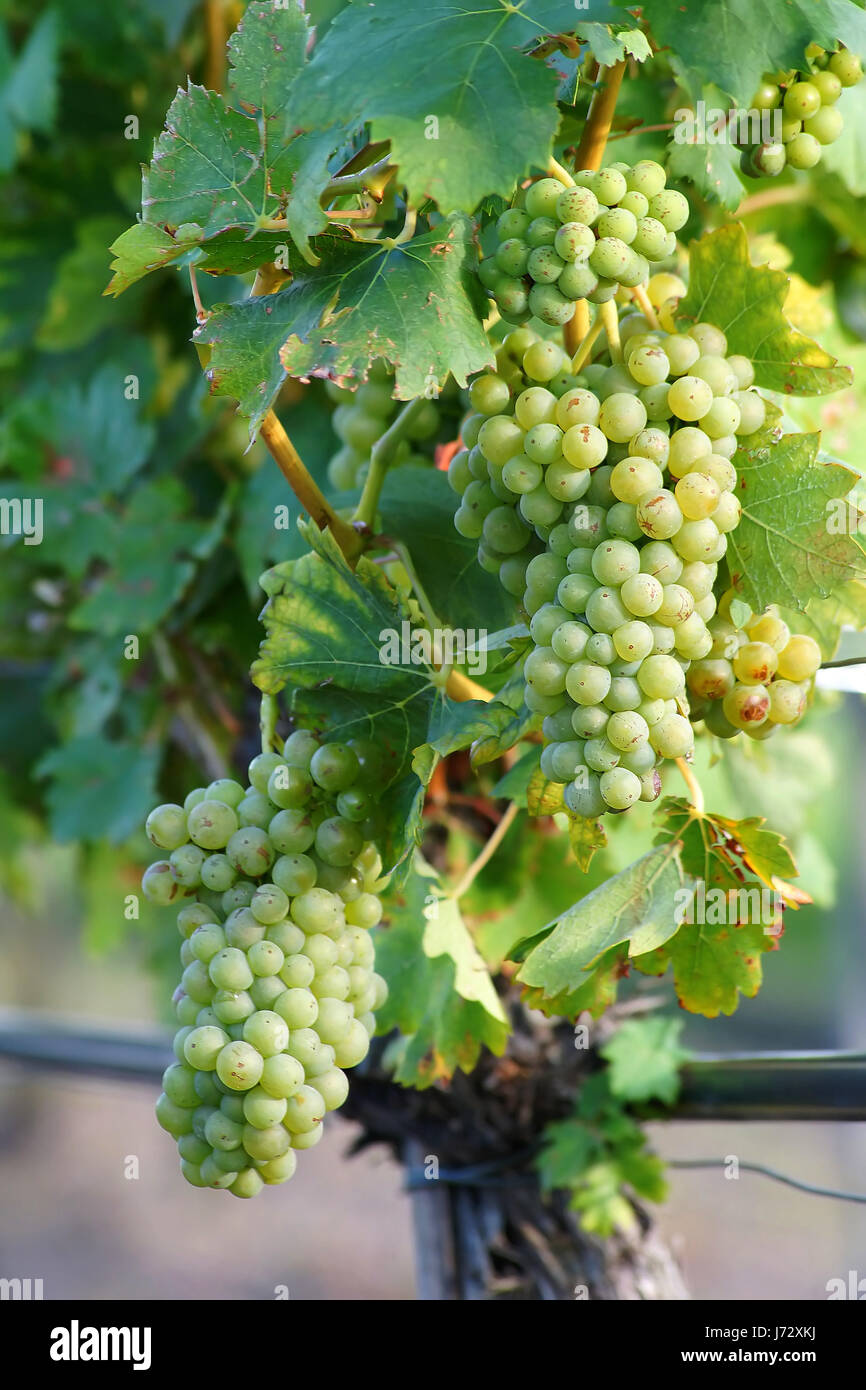 Pictures of grapes hi-res stock photography and images - Alamy