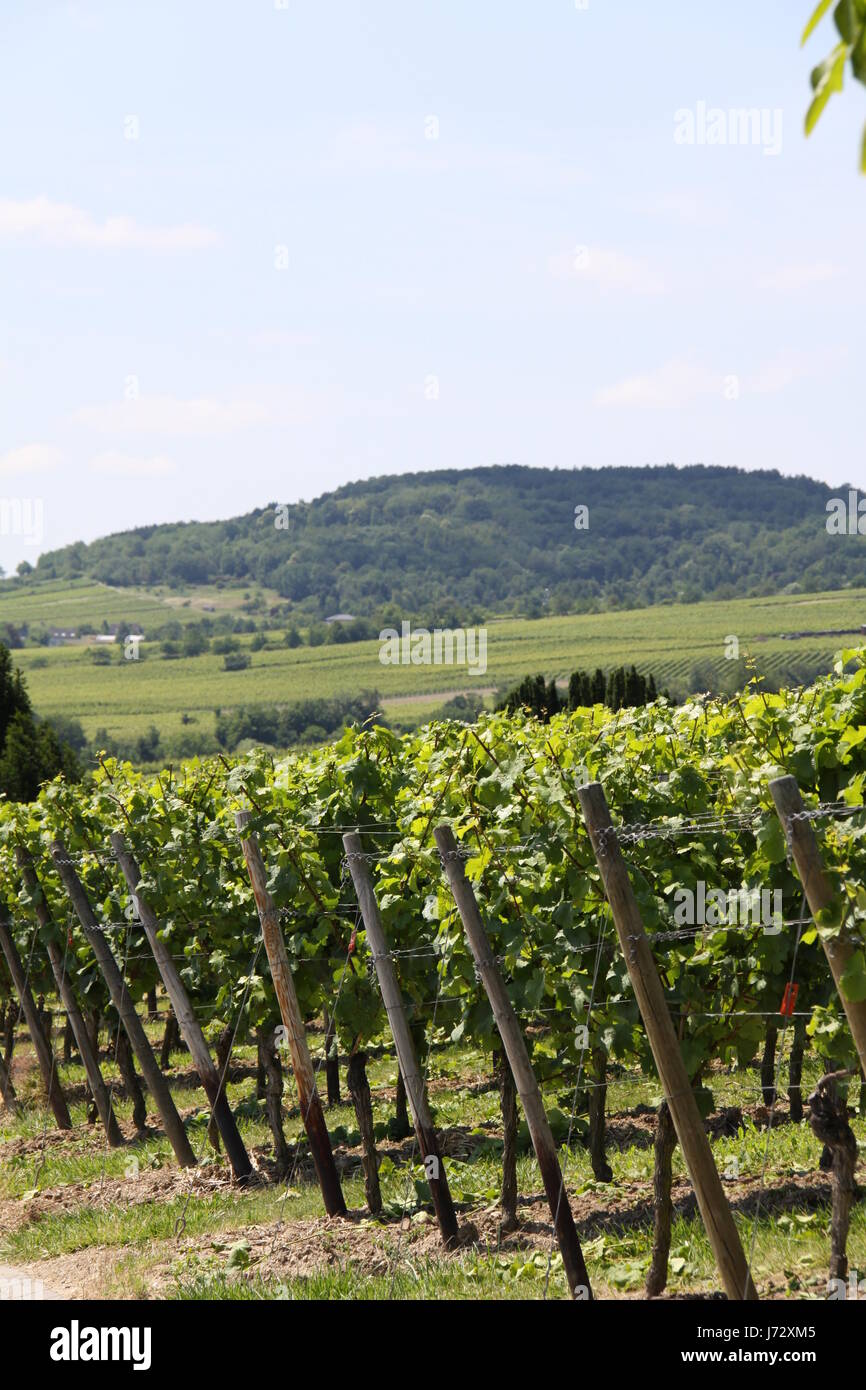 Rheingau Wine High Resolution Stock Photography and Images - Alamy