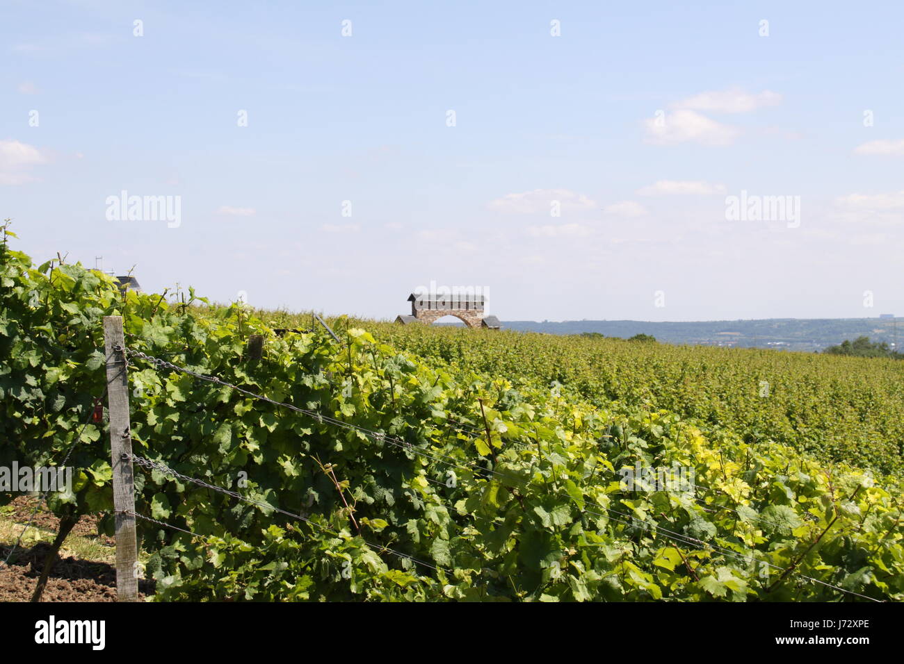 wine-growing region in the rheingau Stock Photo - Alamy
