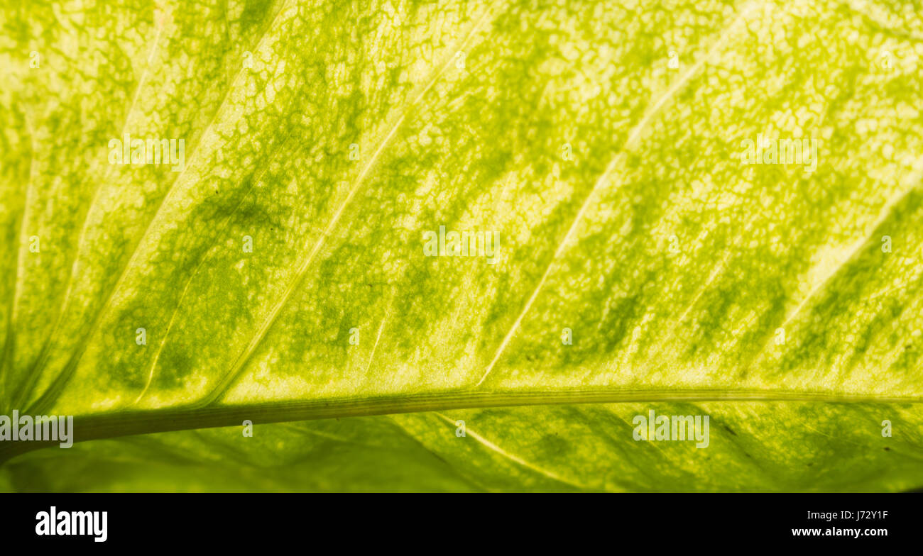 green leaf texture closeup light pass Stock Photo - Alamy