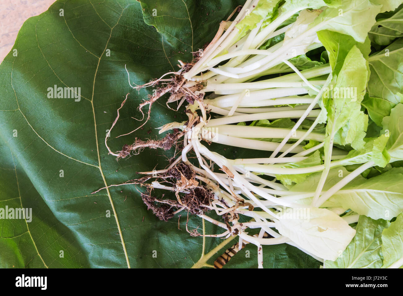 root of true vegetable on leaf and bamboo blind floor Stock Photo - Alamy