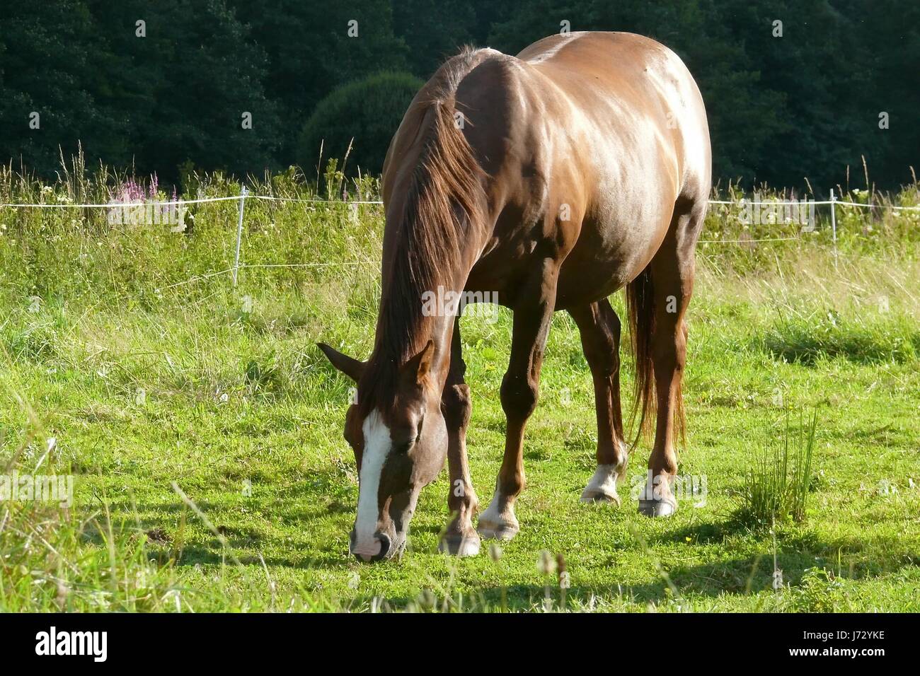 on the paddock Stock Photo - Alamy