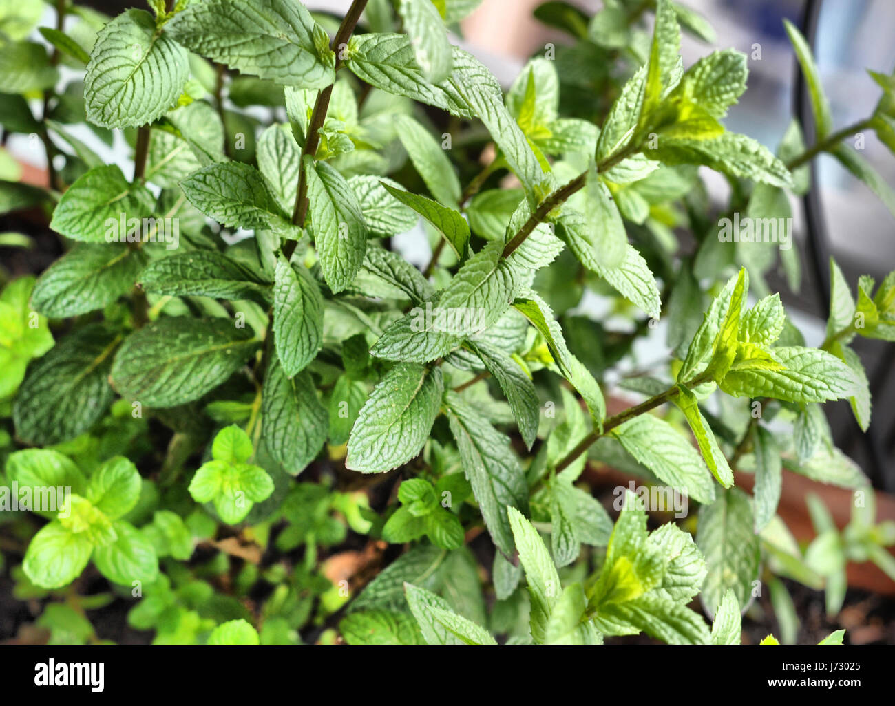peppermint leaf colour tree flower plant leaves dynamic mint high ...