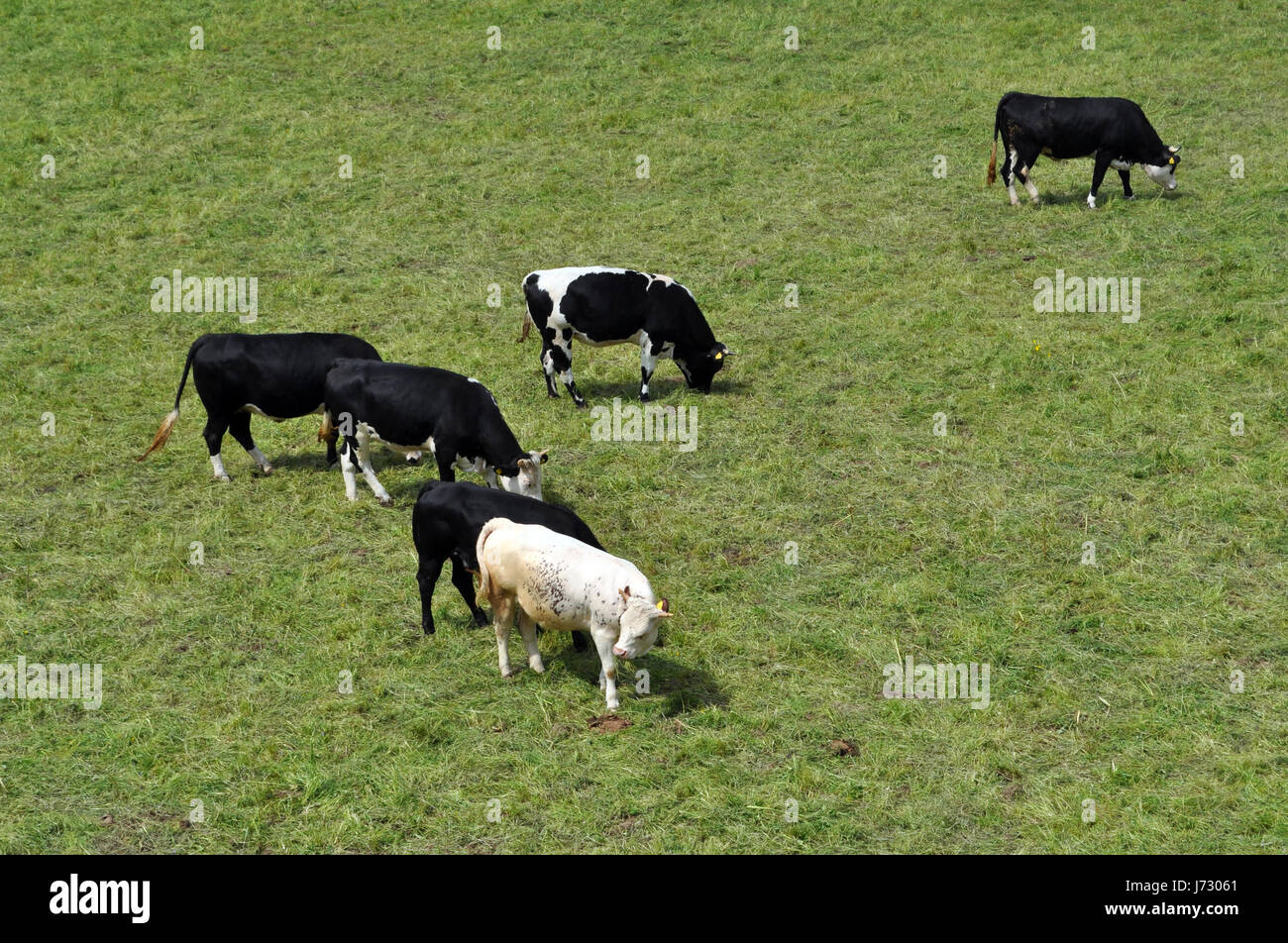 animal wild animals cow farm cattle nature natural animal wild animals ...