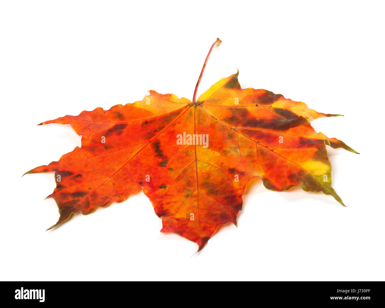 Multicolor autumn maple-leaf isolated on white background Stock Photo ...