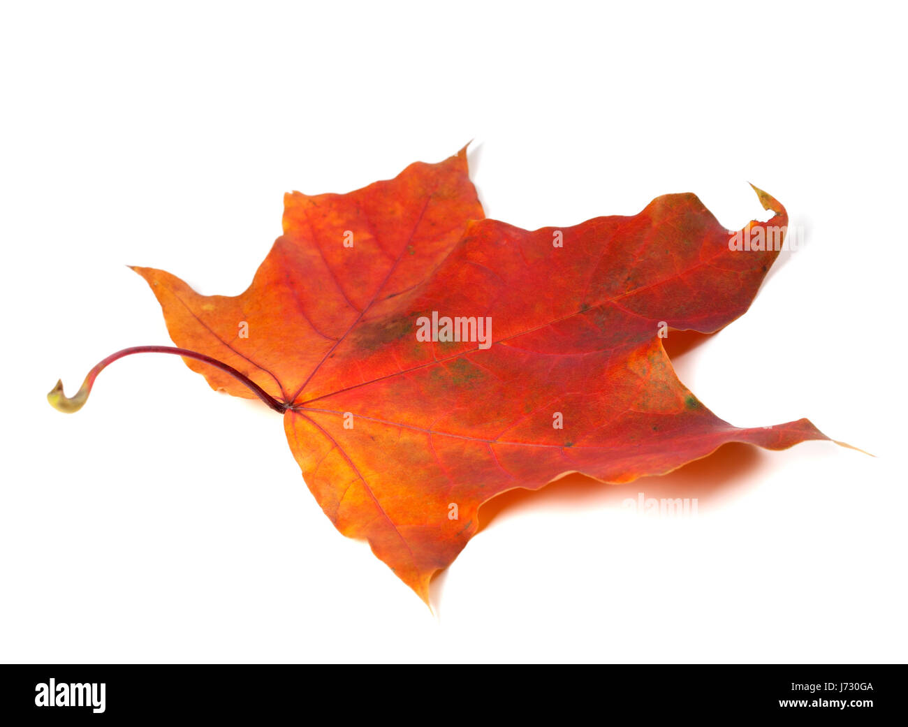 Red autumn maple leaf. Isolated on white background Stock Photo - Alamy