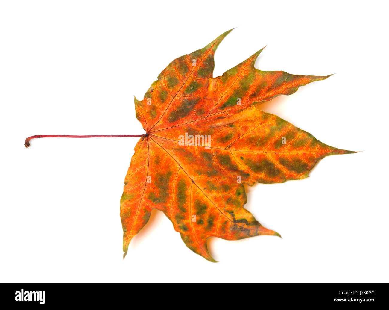 Multicolor autumnal maple-leaf isolated on white background Stock Photo ...
