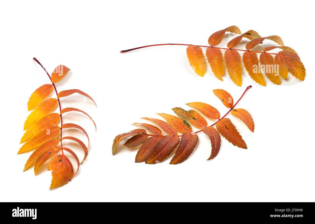 Three autumn rowan leafs isolated on white background Stock Photo - Alamy