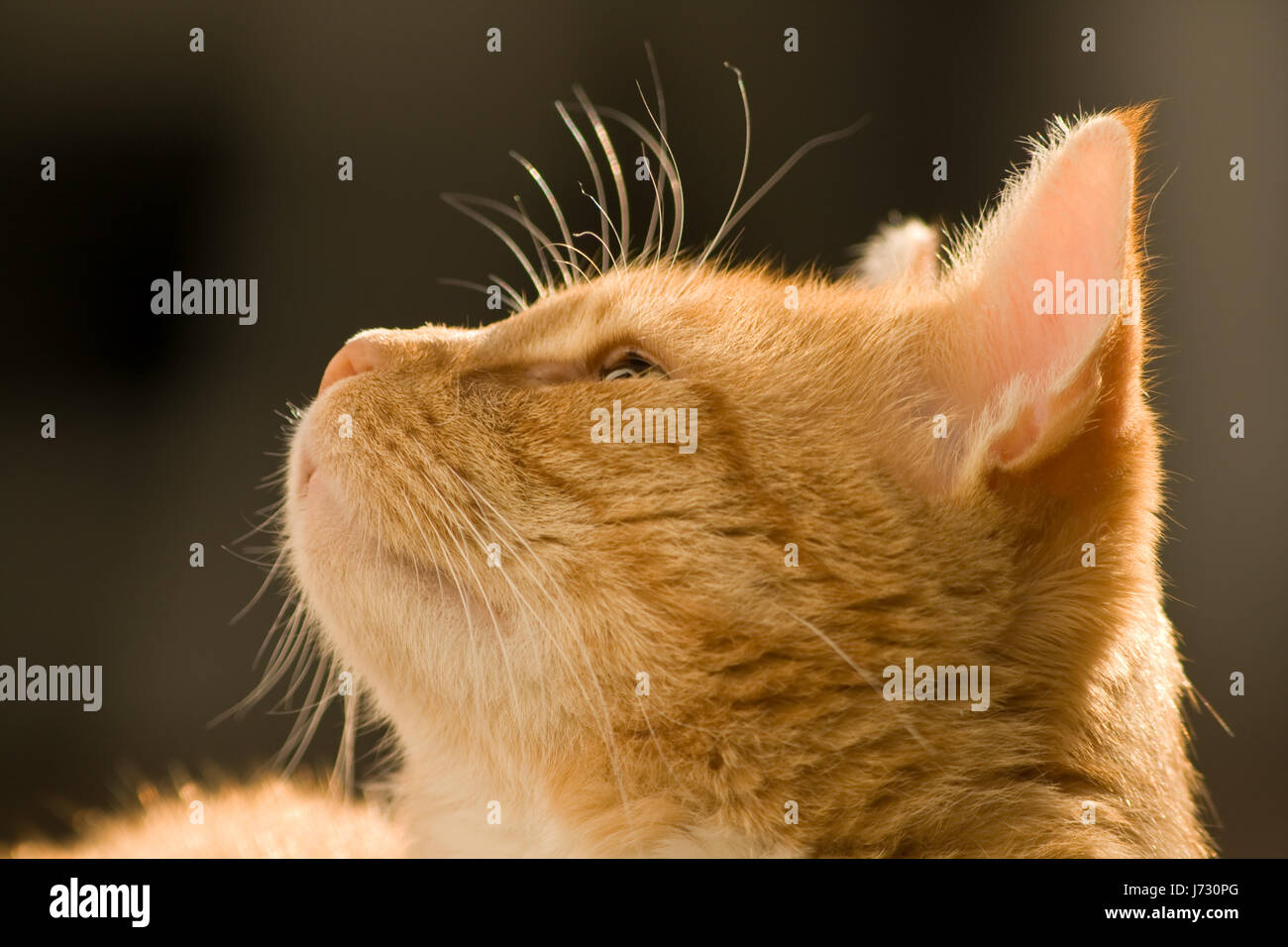 portrait pussycat cat domestic cat blue relaxation upstairs animal pet ...
