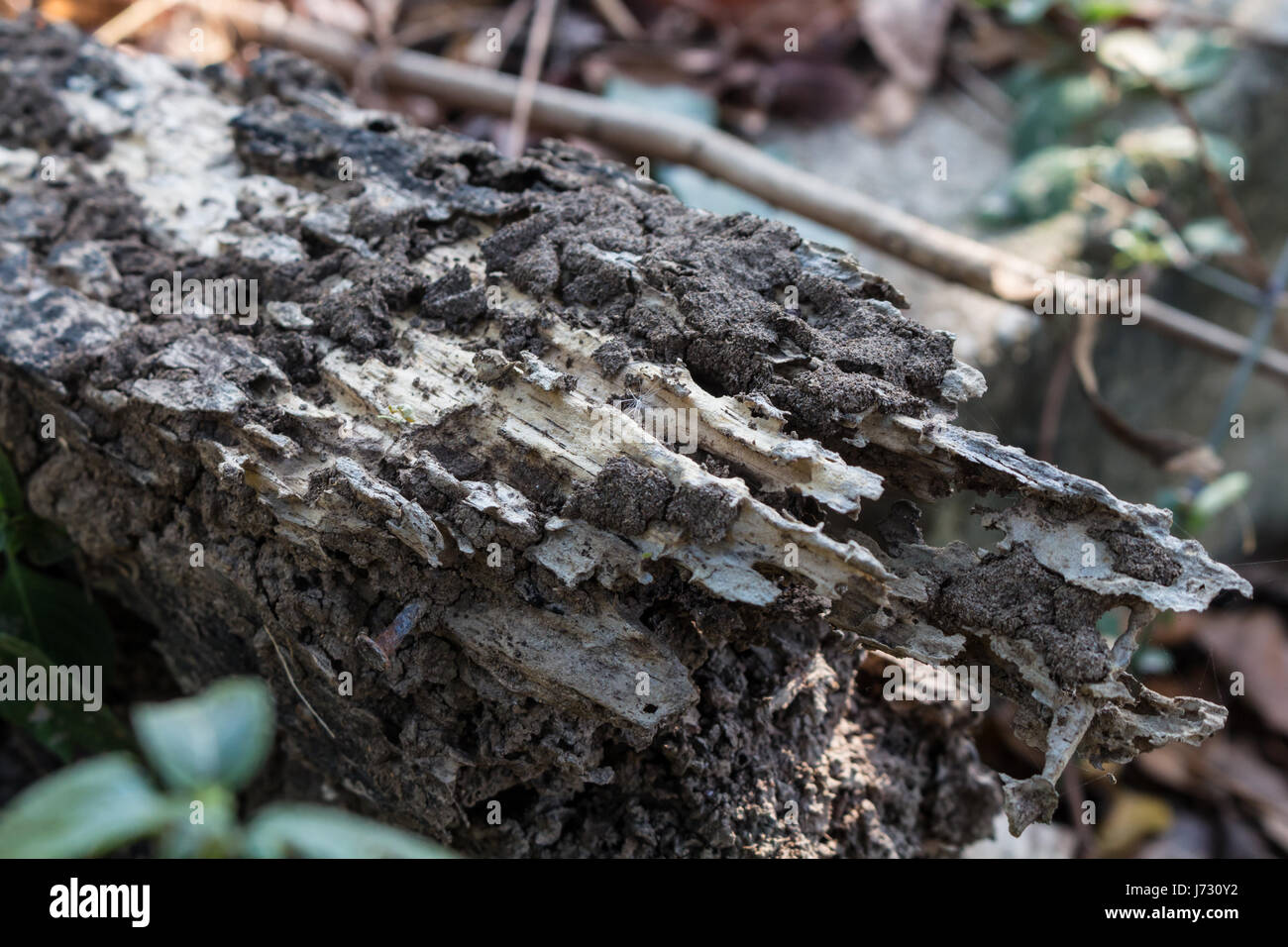 Decay wood pole hi-res stock photography and images - Alamy