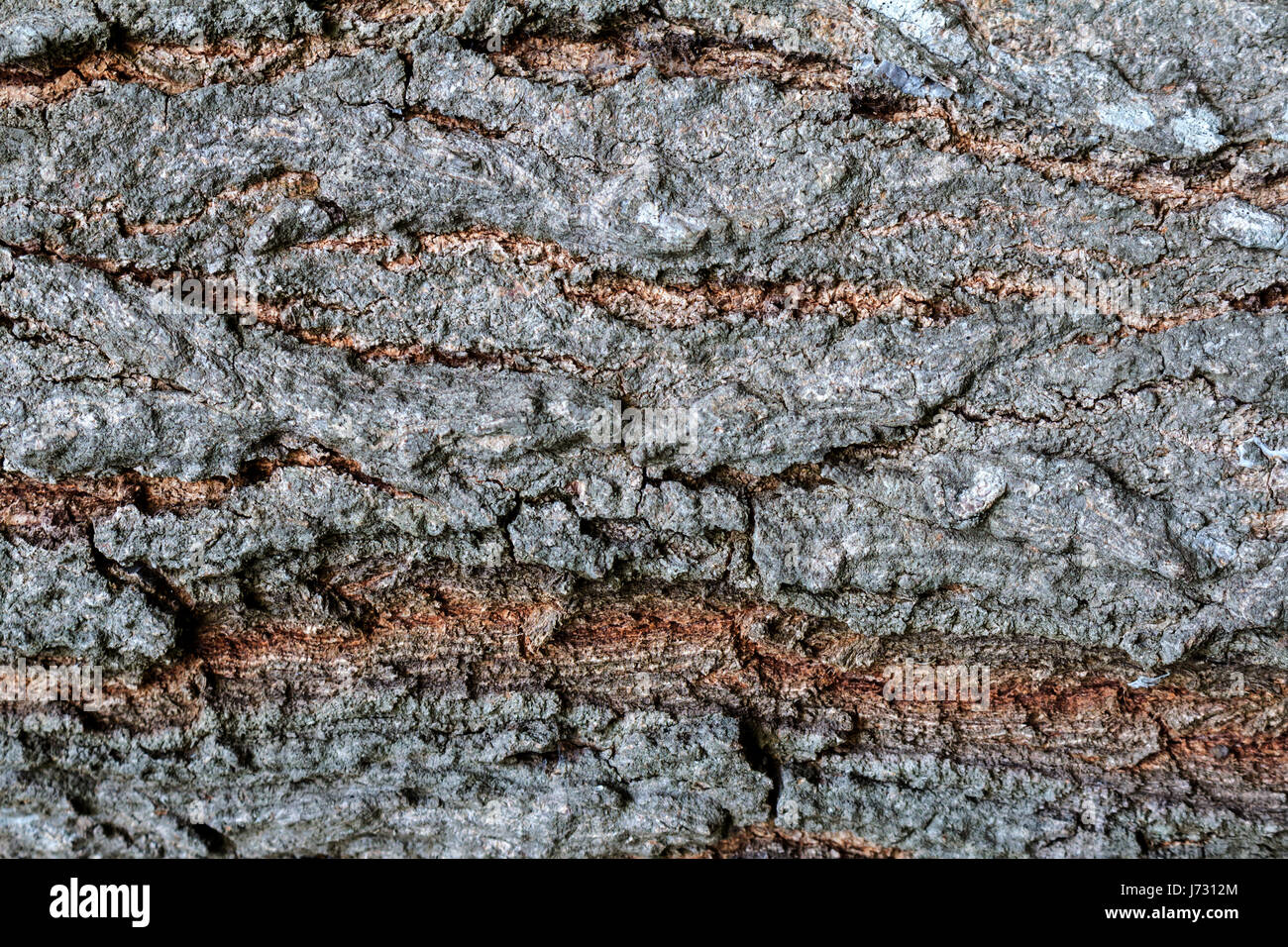 Bark wood texture Stock Photo - Alamy