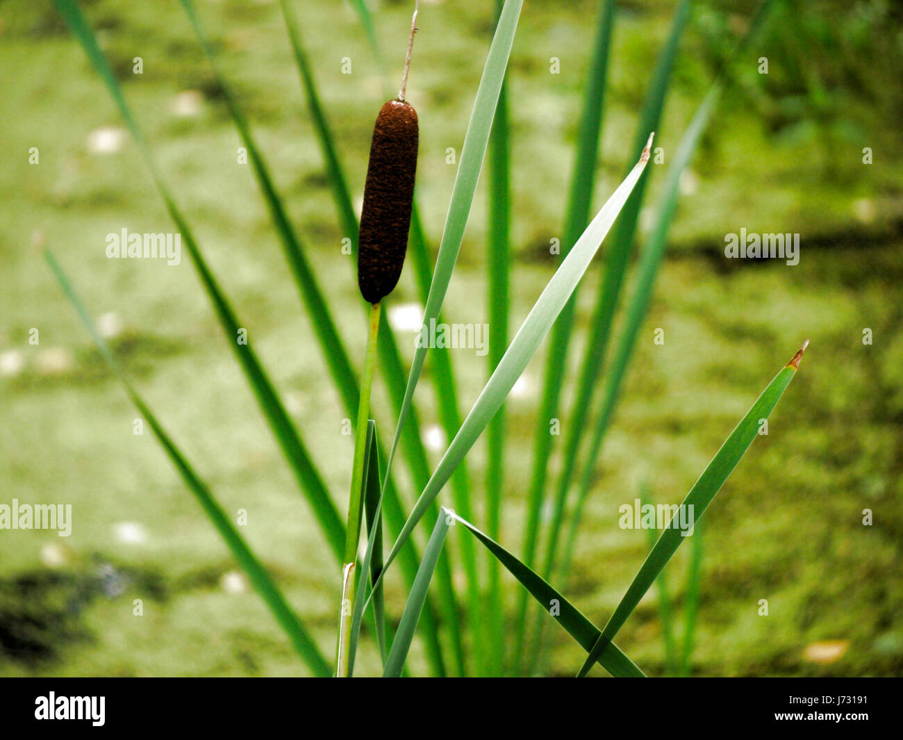 fresh water pond water reed environment enviroment botany plant aquatic ...