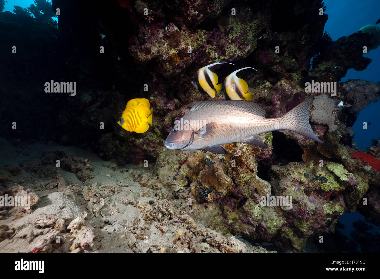 animal fish sunlight underwater colony exotic sunbeam egypt hard dive ...