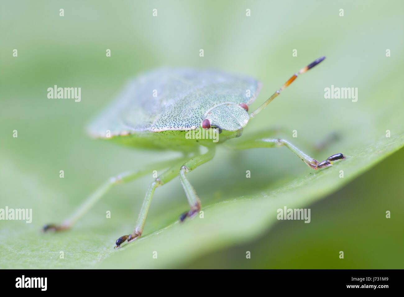 green shield bug Stock Photo - Alamy