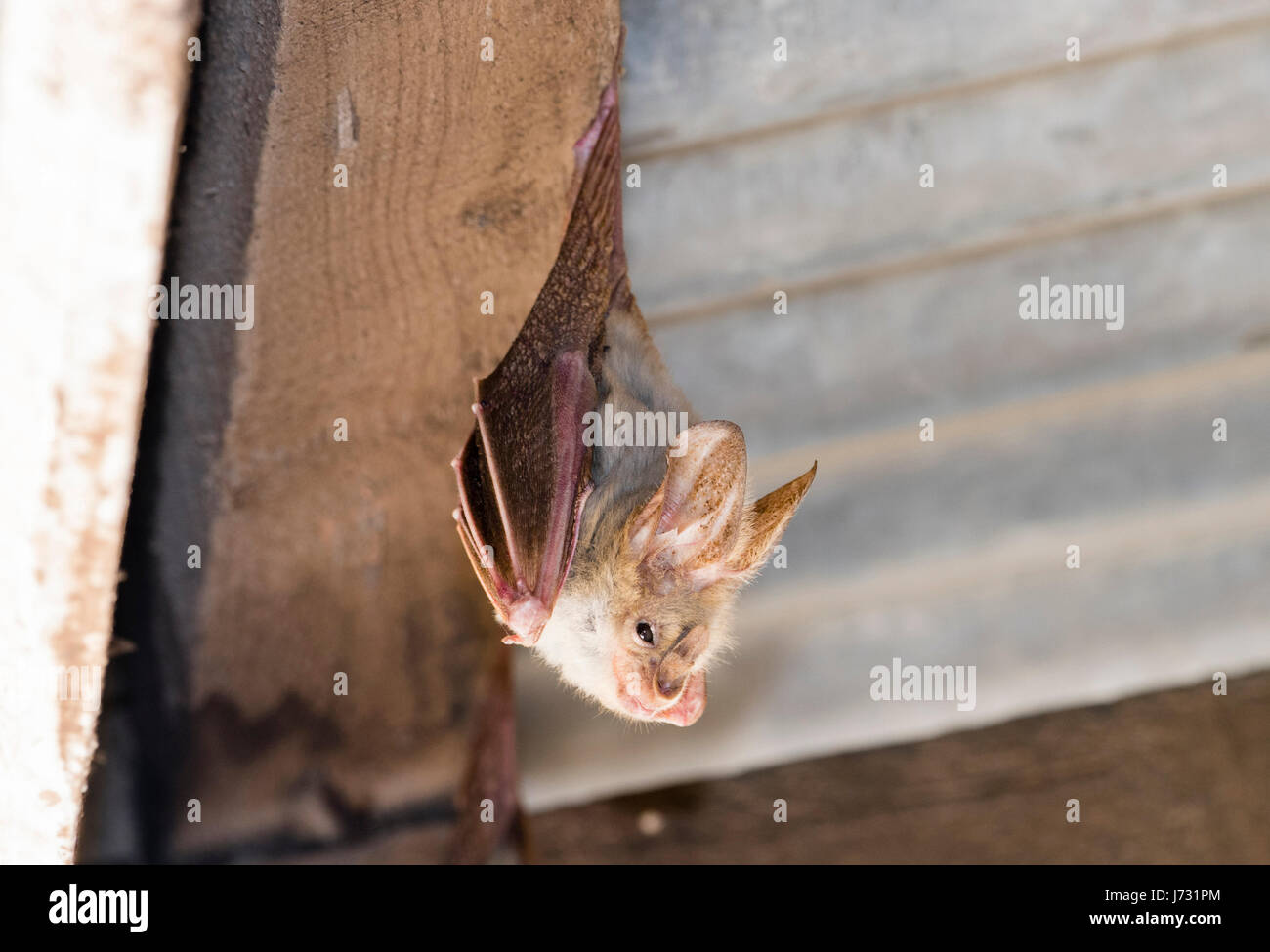Yellow-winged Bat (Lavia frons) at a Day Roost in Northern Tanzania ...