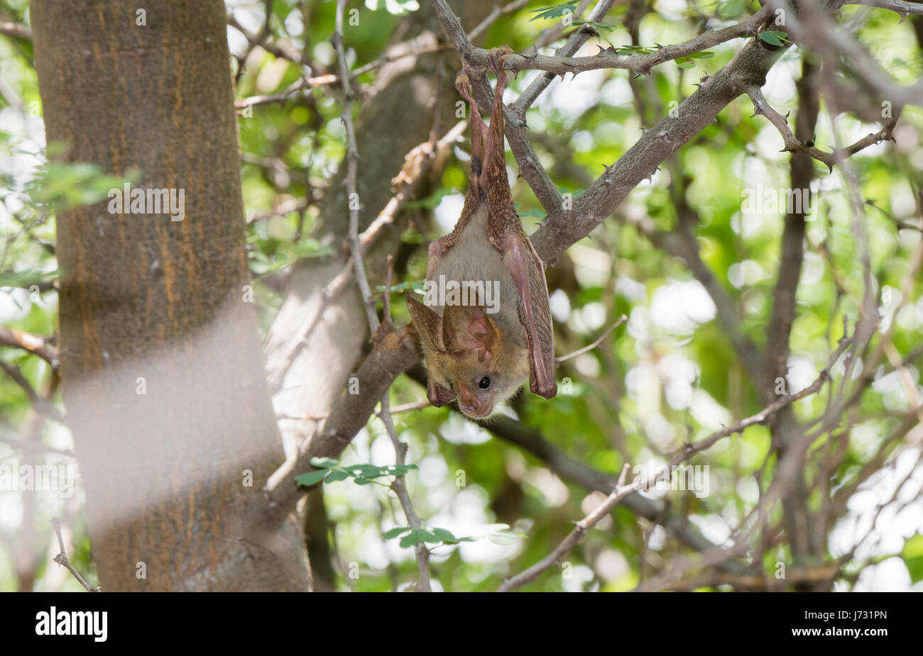 Yellow-winged Bat (Lavia frons) at a Day Roost in Northern Tanzania ...