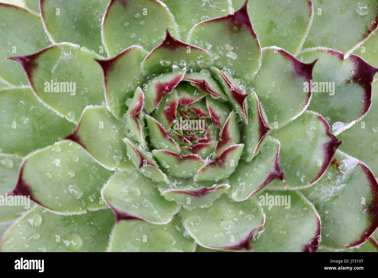 raindrop wet moist damp moisture water drop waterdrop water drop drip ...