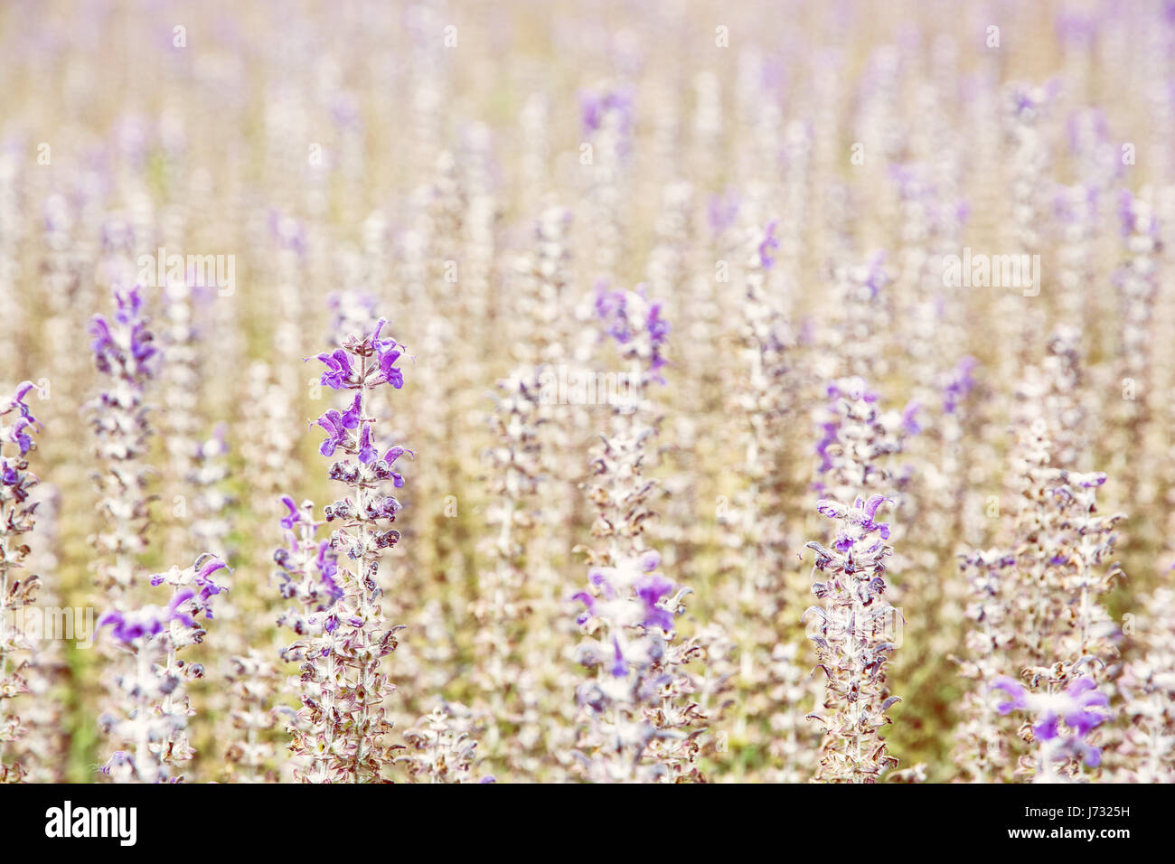 Lavender flowers in the field. Detailed natural scene. Beauty in nature ...