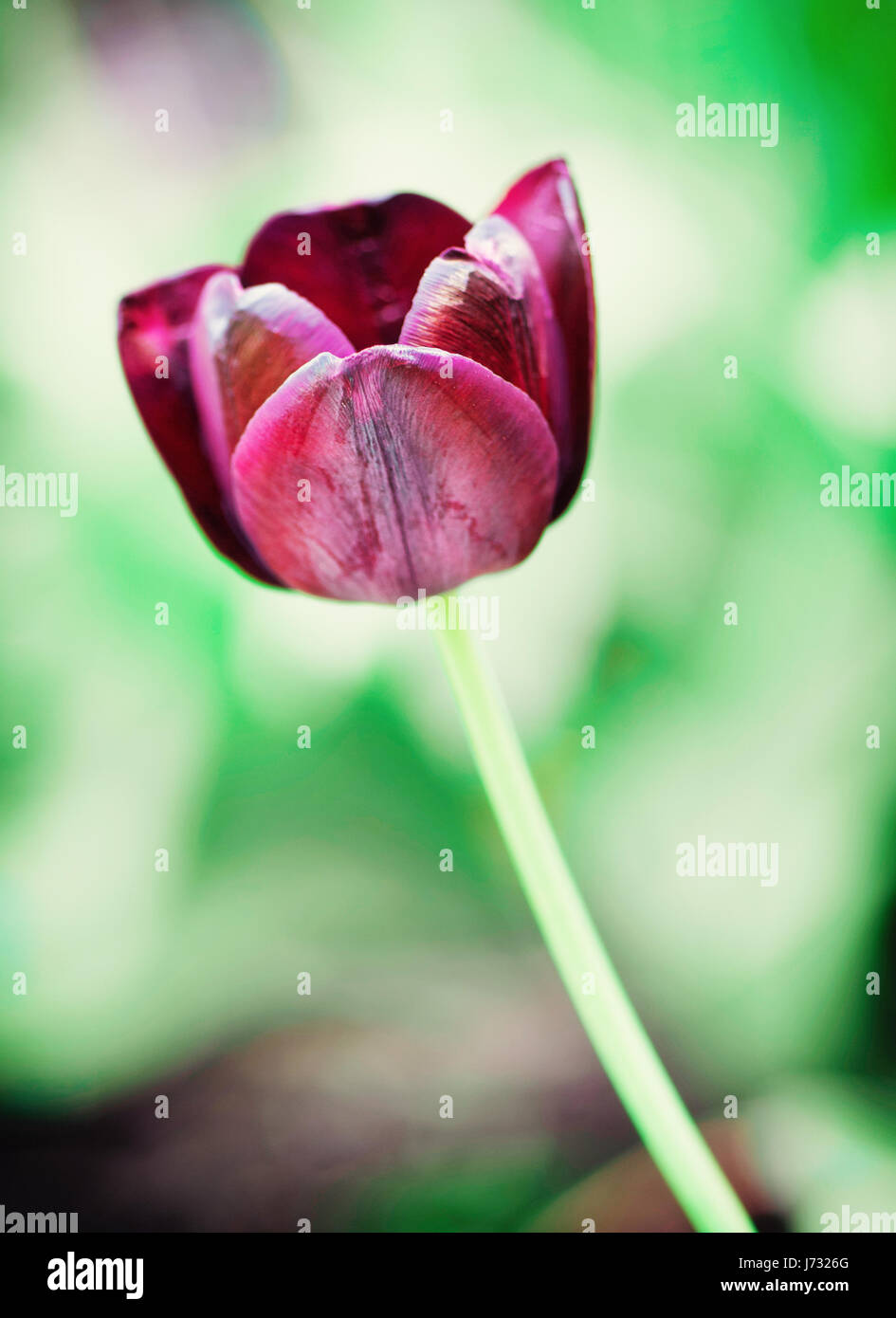 Beautiful tulip. Seasonal natural scene. Spring time Stock Photo - Alamy