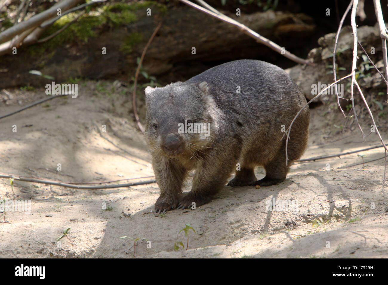 animal australia opossum australian animal australia herbivore opossum ...