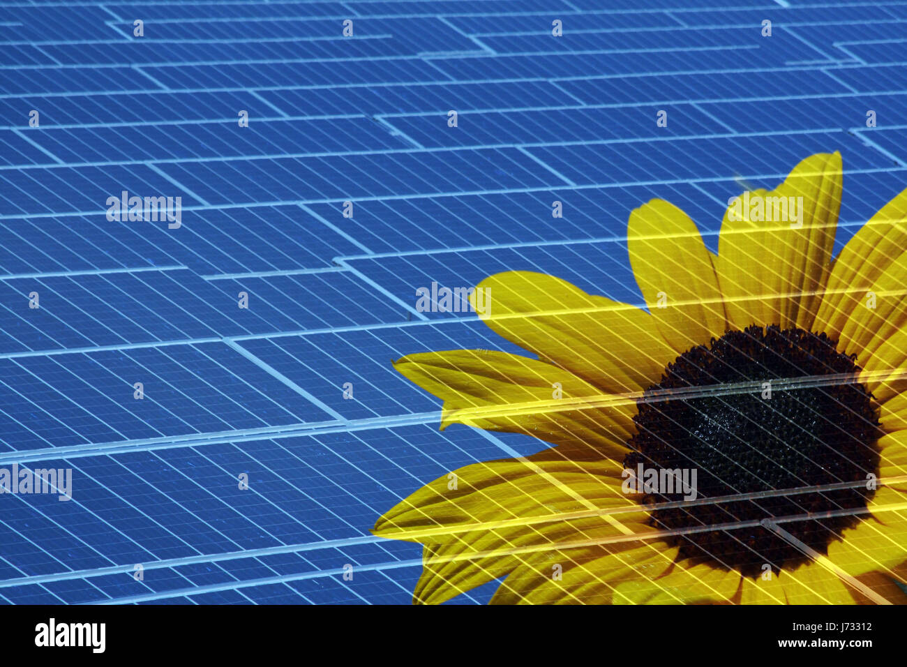 flower sunflower plant photovoltaic photovoltaics flower plant bloom ...