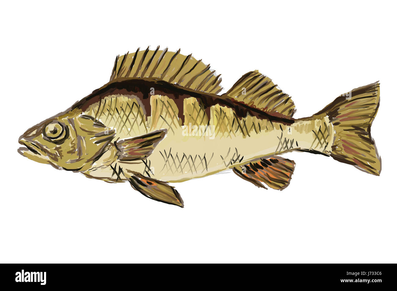 fish angle prickle painting illustration fins fresh water pond water ...