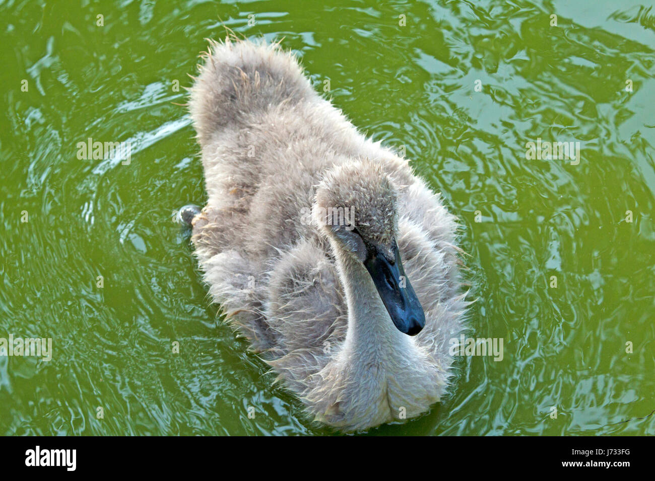 close bird fauna black swarthy jetblack deep black swan horizontal ...
