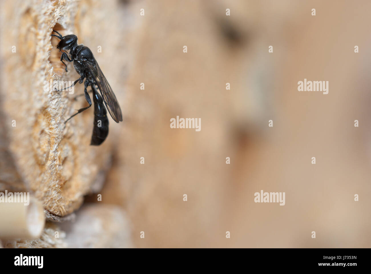 Crabronidae solitary wasp (Trypoxylon figulus) female depositing a ...