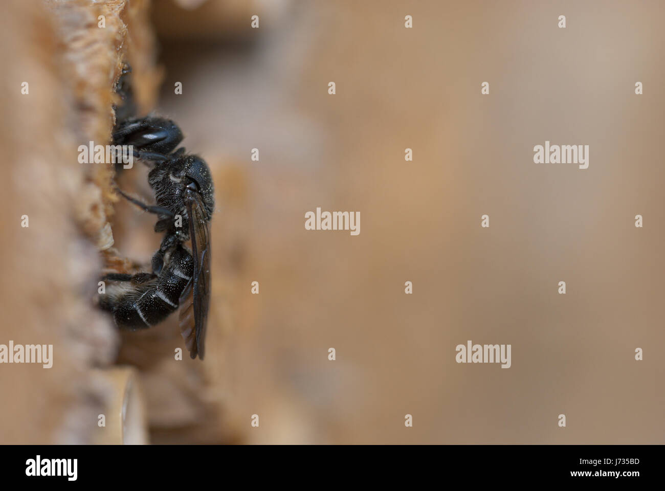 Osmia rapunculi, synonym Chelostoma rapunculi, female, a solitary mason ...