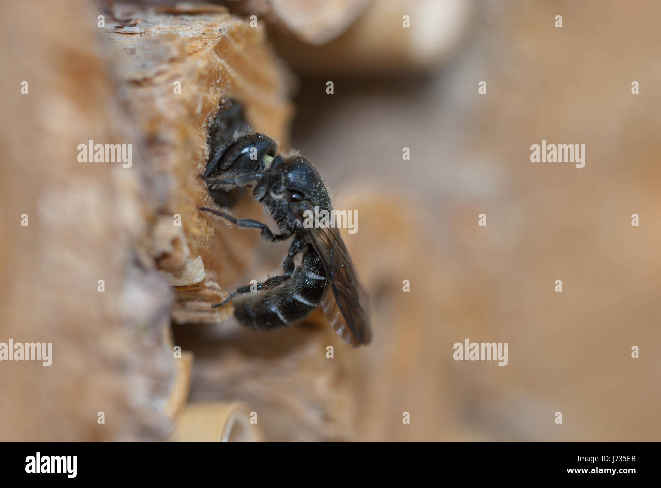Osmia rapunculi, synonym Chelostoma rapunculi, female, a solitary mason ...