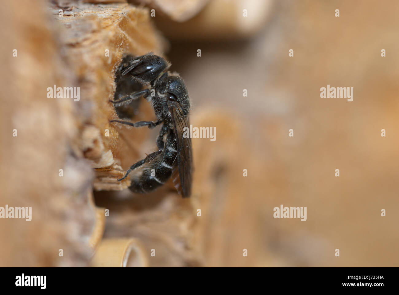 Osmia rapunculi, synonym Chelostoma rapunculi, female, a solitary mason ...